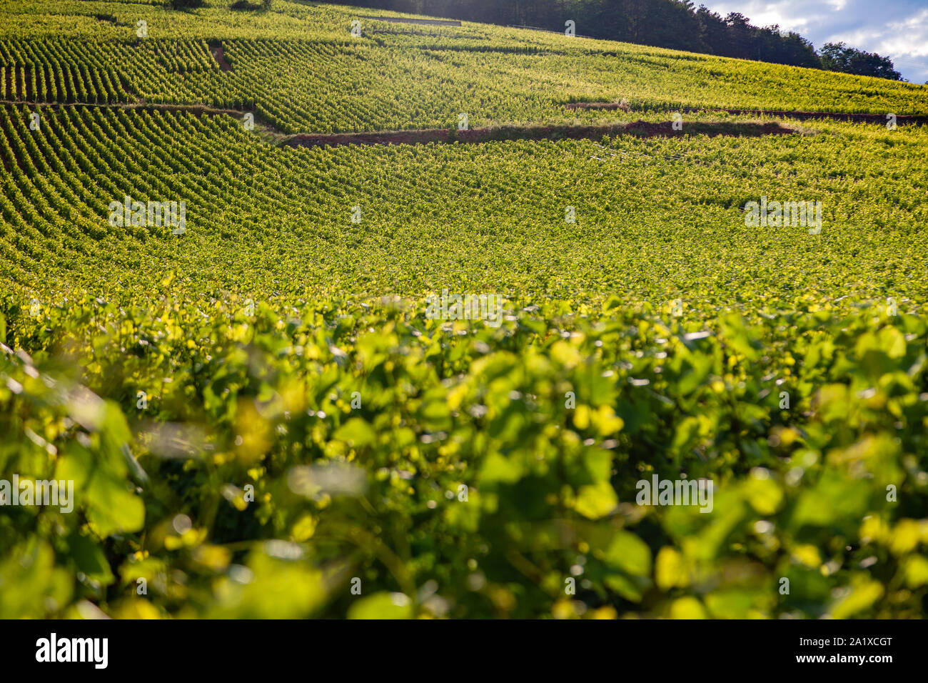 Closeup panoramic shot rows summer vineyard scenic landscape, plantation, beautiful wine grape ...