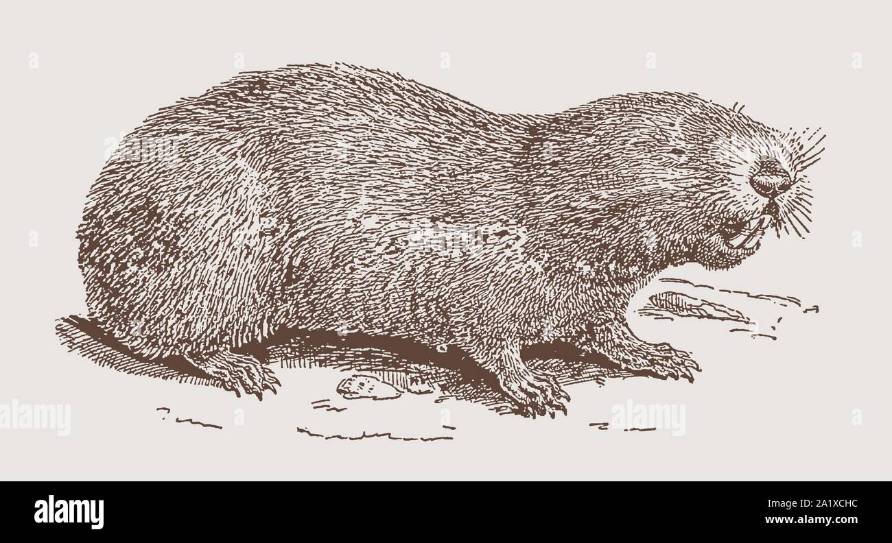 Cape dune mole-rat (bathyergus suillus) in side view, showing its teeth ...