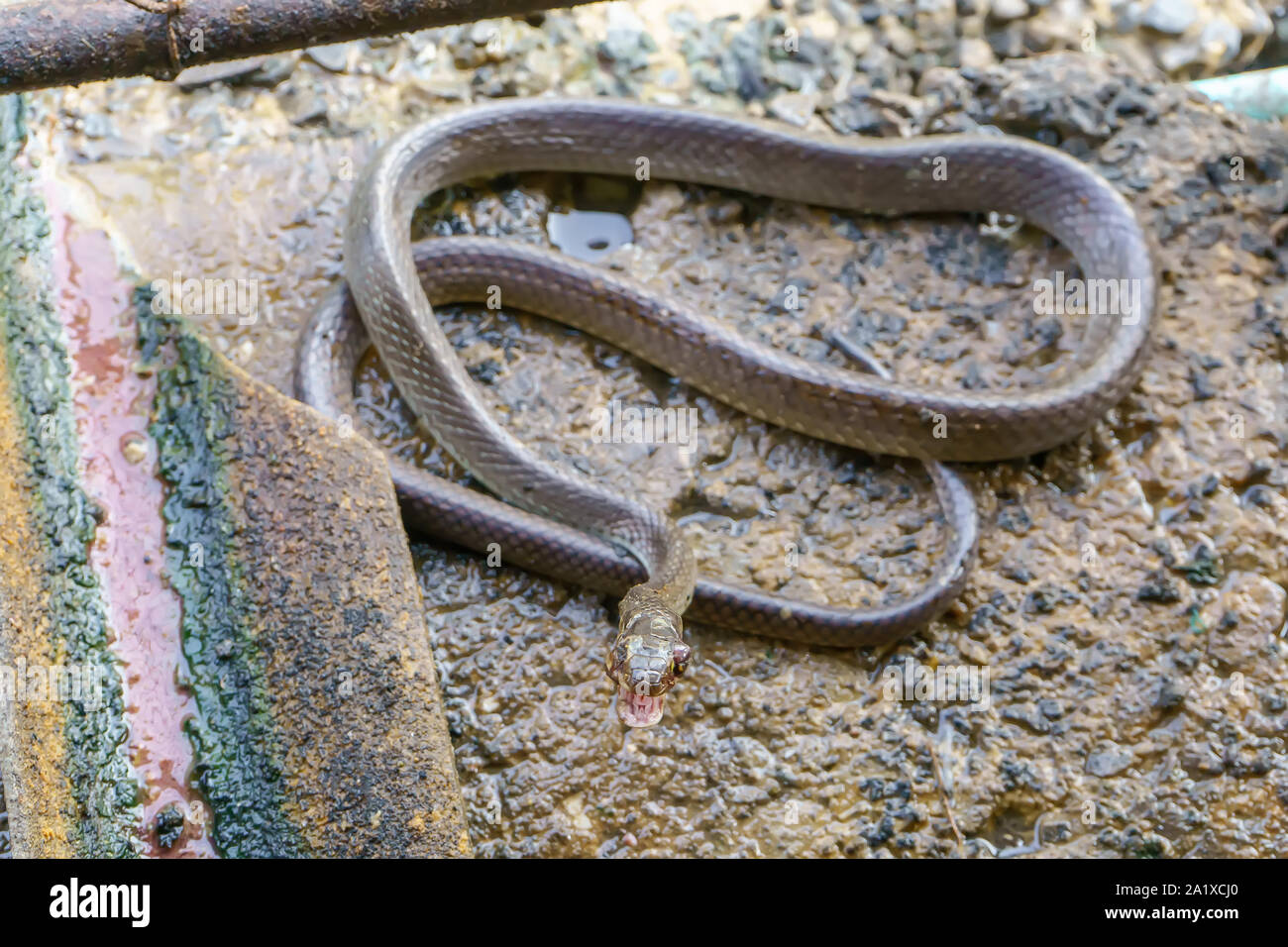 Oriental rat snake into the fence home Stock Photo - Alamy