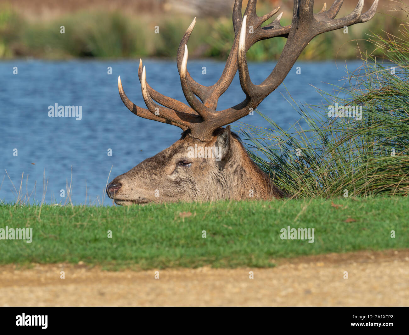 Red Deer Stag laying resting by lake Stock Photo - Alamy