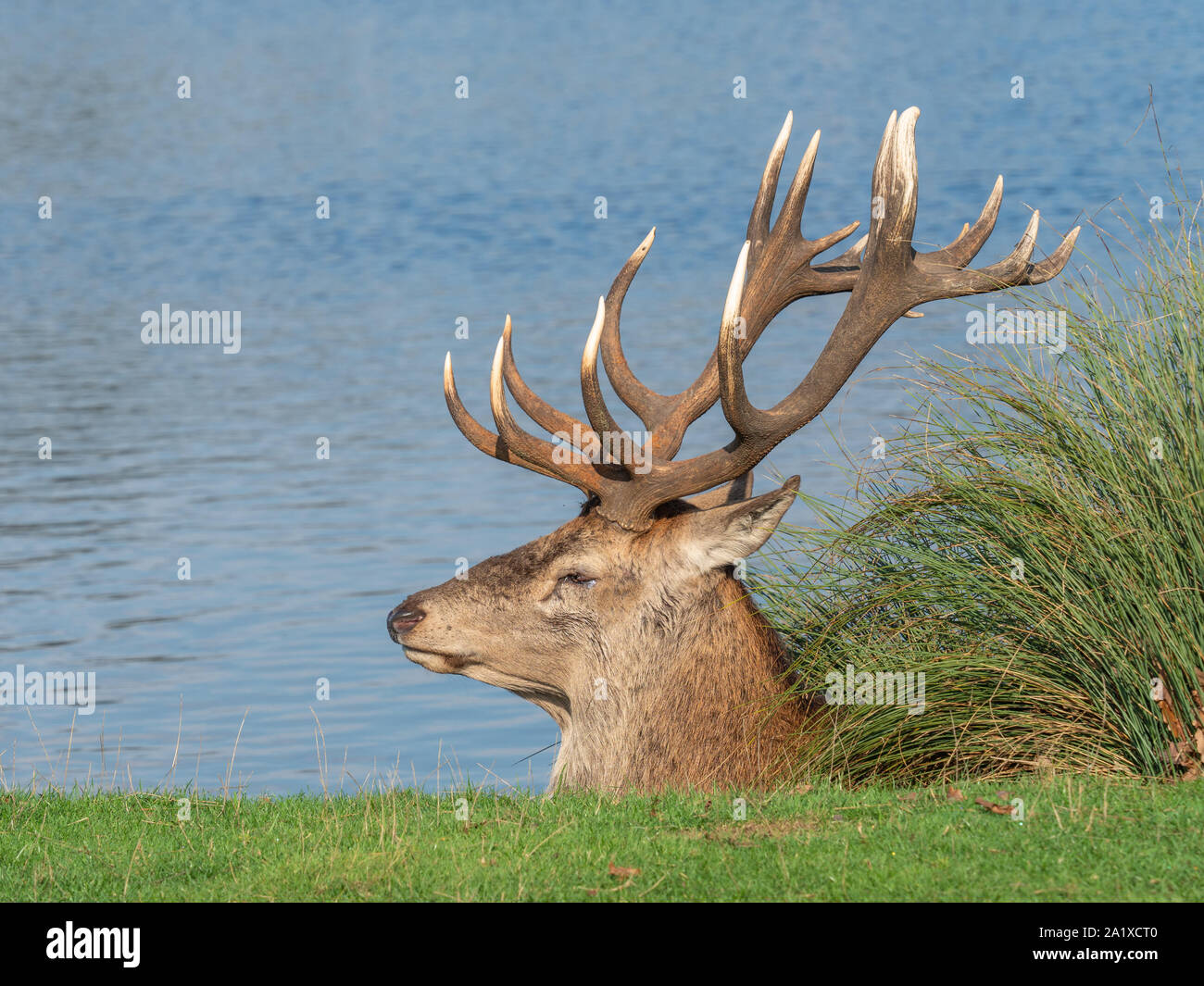 Red Deer Stag laying resting by lake Stock Photo - Alamy