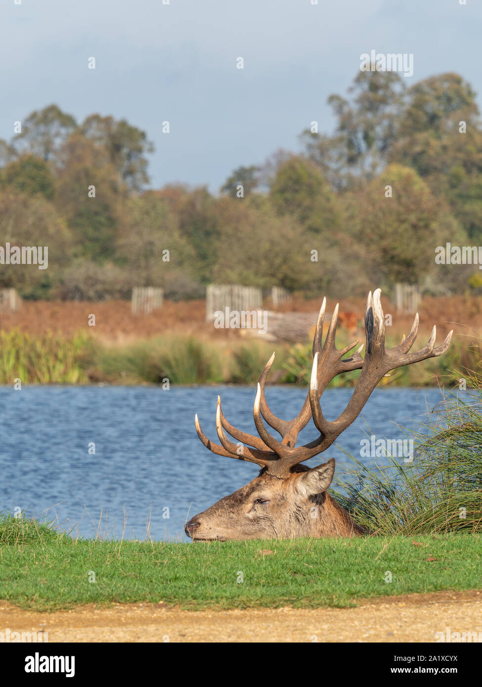 Red Deer Stag laying resting by lake Stock Photo - Alamy