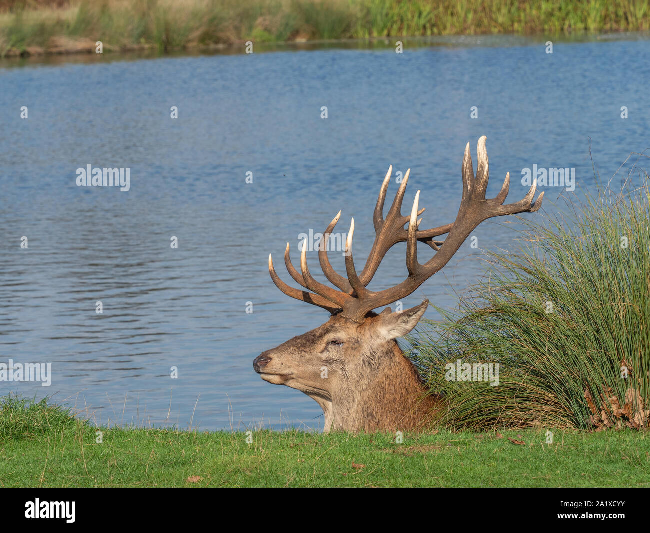 Red Deer Stag laying resting by lake Stock Photo - Alamy