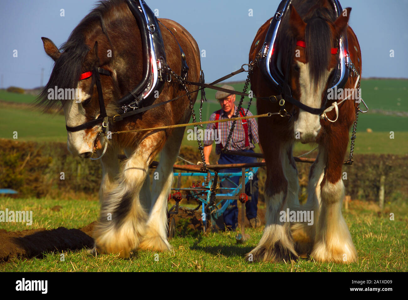 horse drawn ploughing Stock Photo - Alamy
