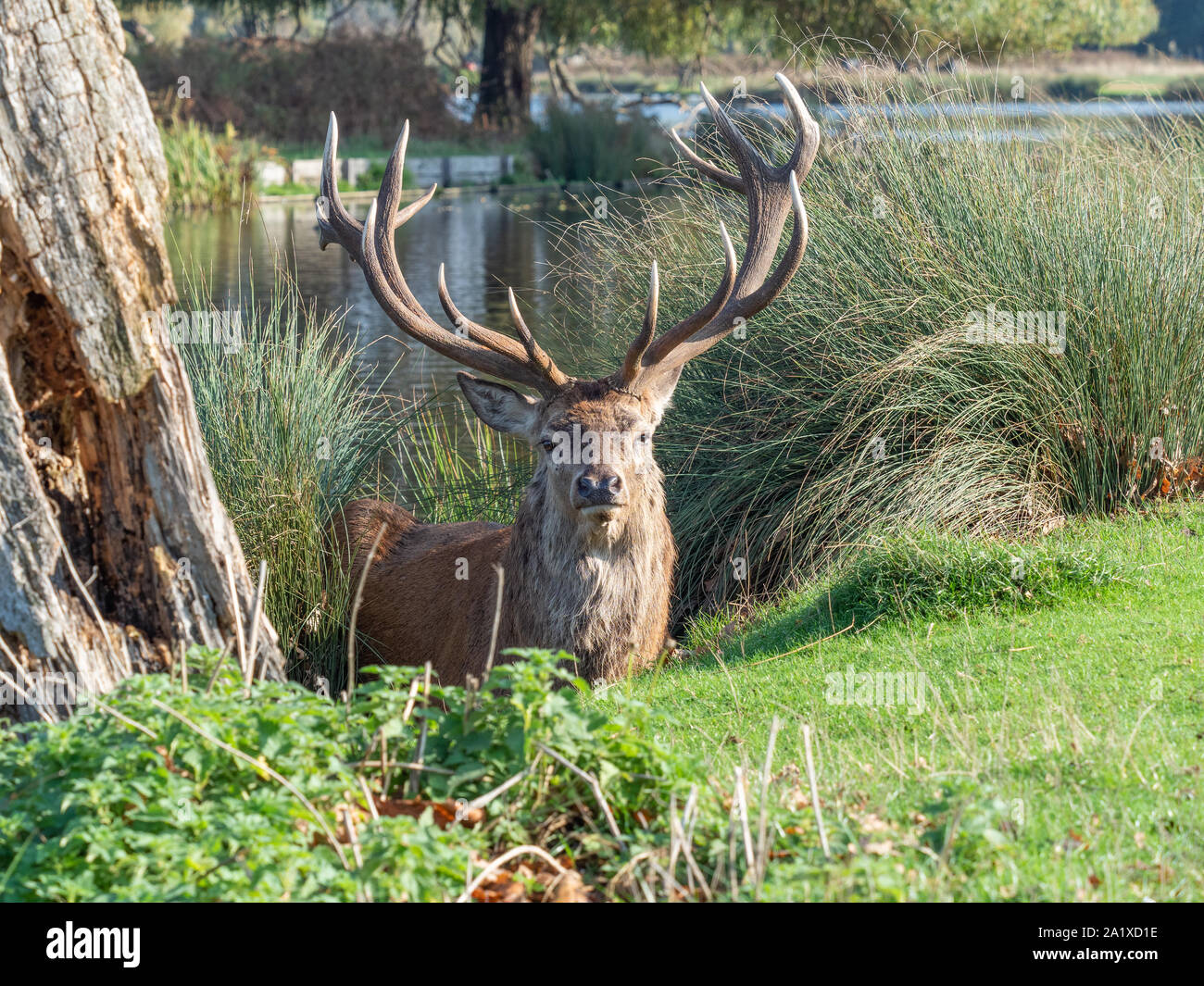 Red Deer Stag laying resting by lake Stock Photo - Alamy