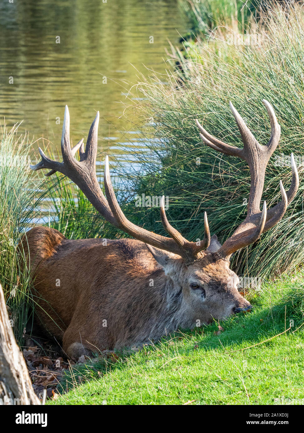 Red Deer Stag laying resting by lake Stock Photo - Alamy