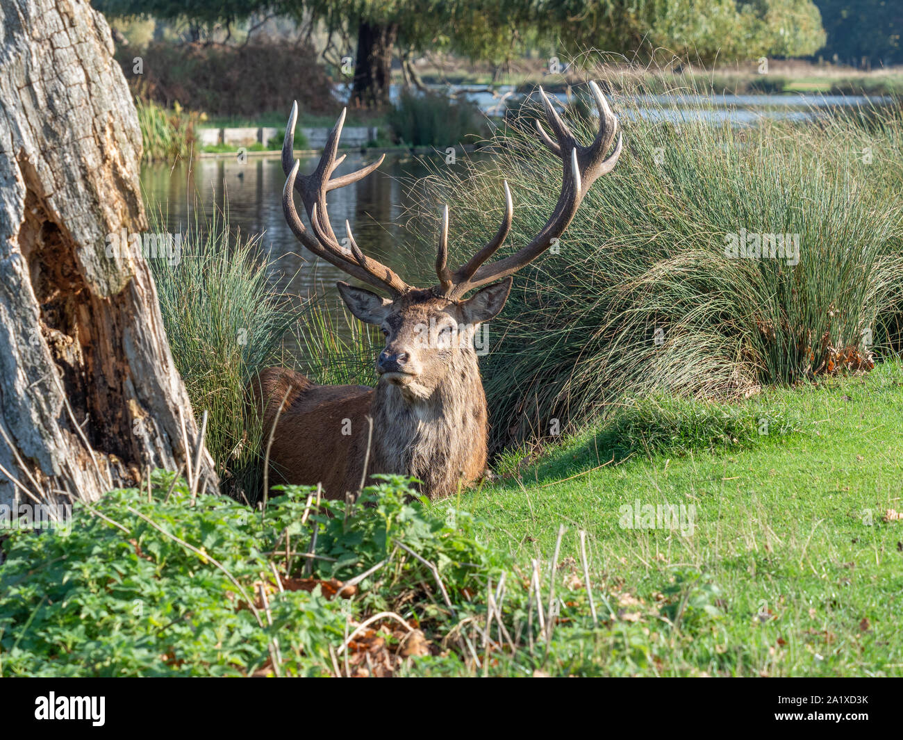 Red Deer Stag laying resting by lake Stock Photo - Alamy