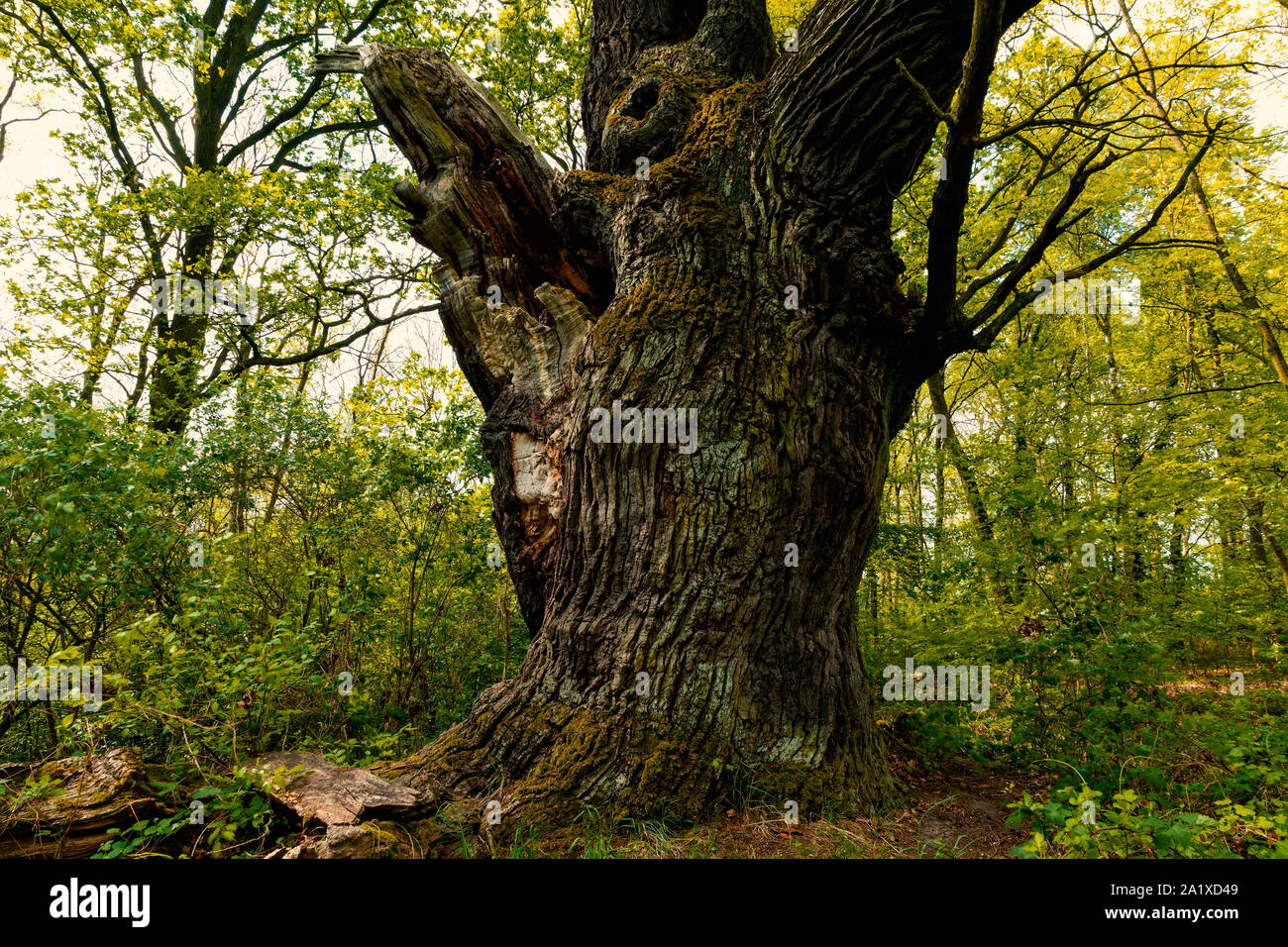 Giant Oak Tree with a green forest in the background Stock Photo - Alamy