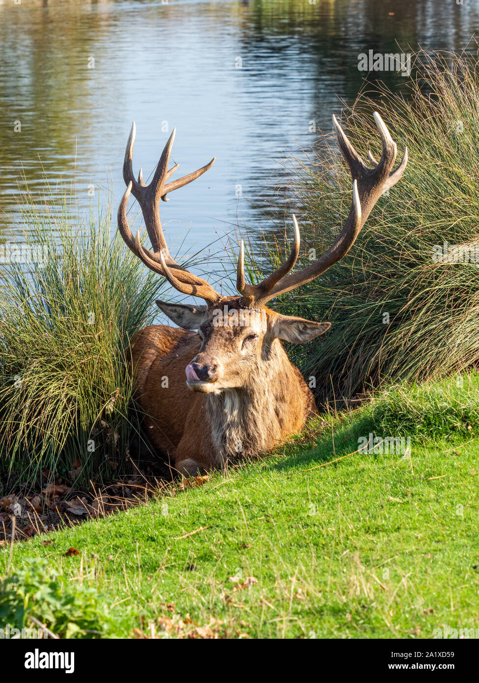 Jackdaw at rest hi-res stock photography and images - Alamy