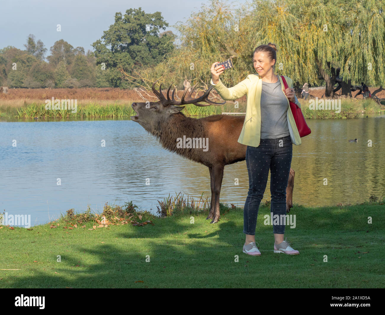 Lady taking a Selfie with a Red Deer Stock Photo - Alamy