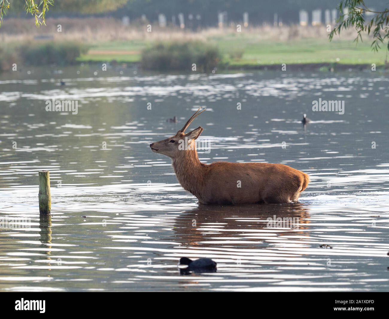 Red Deer in Pond Water Stock Photo - Alamy