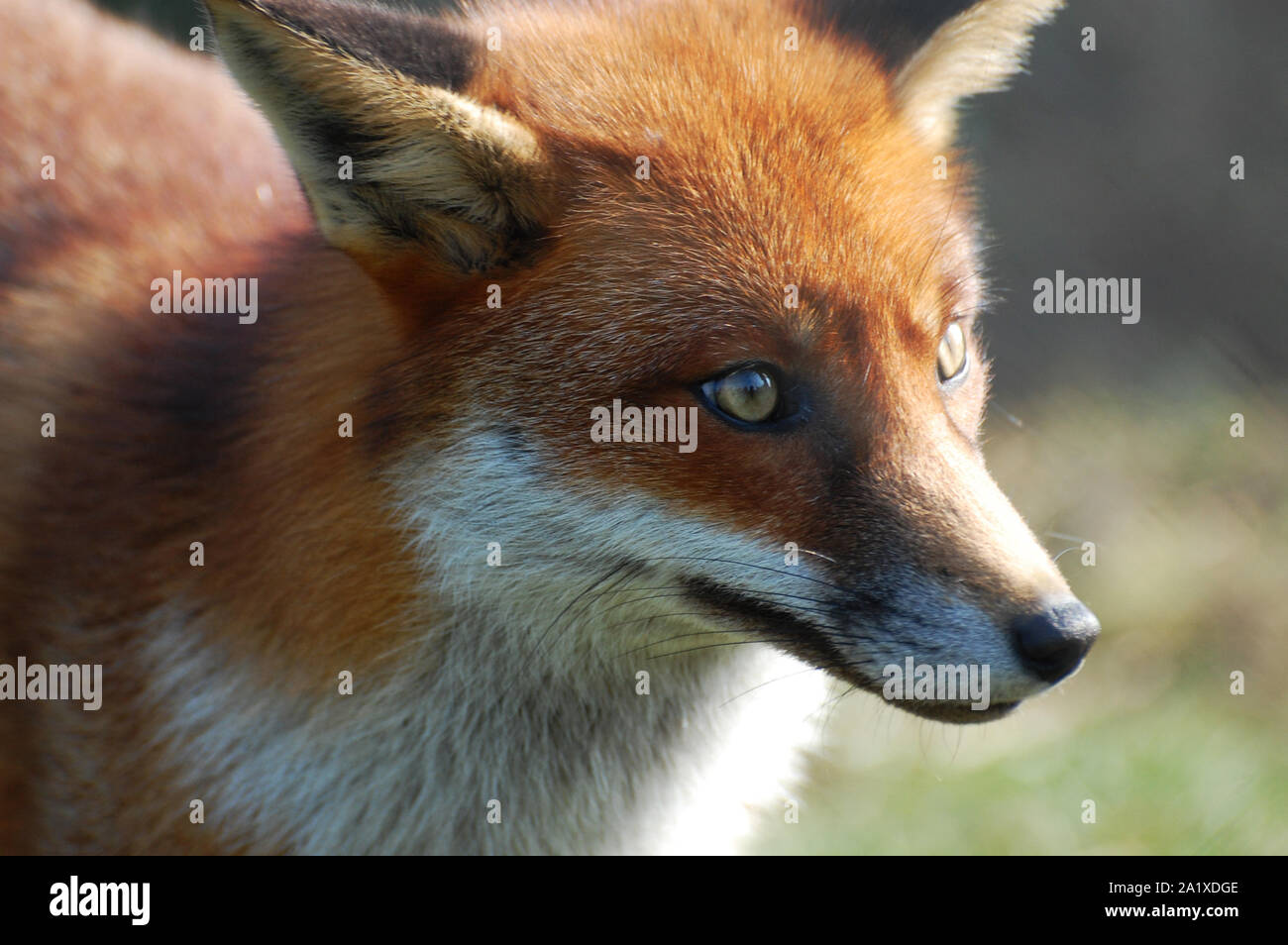 UK wild red fox looking to side in sunlight Stock Photo - Alamy