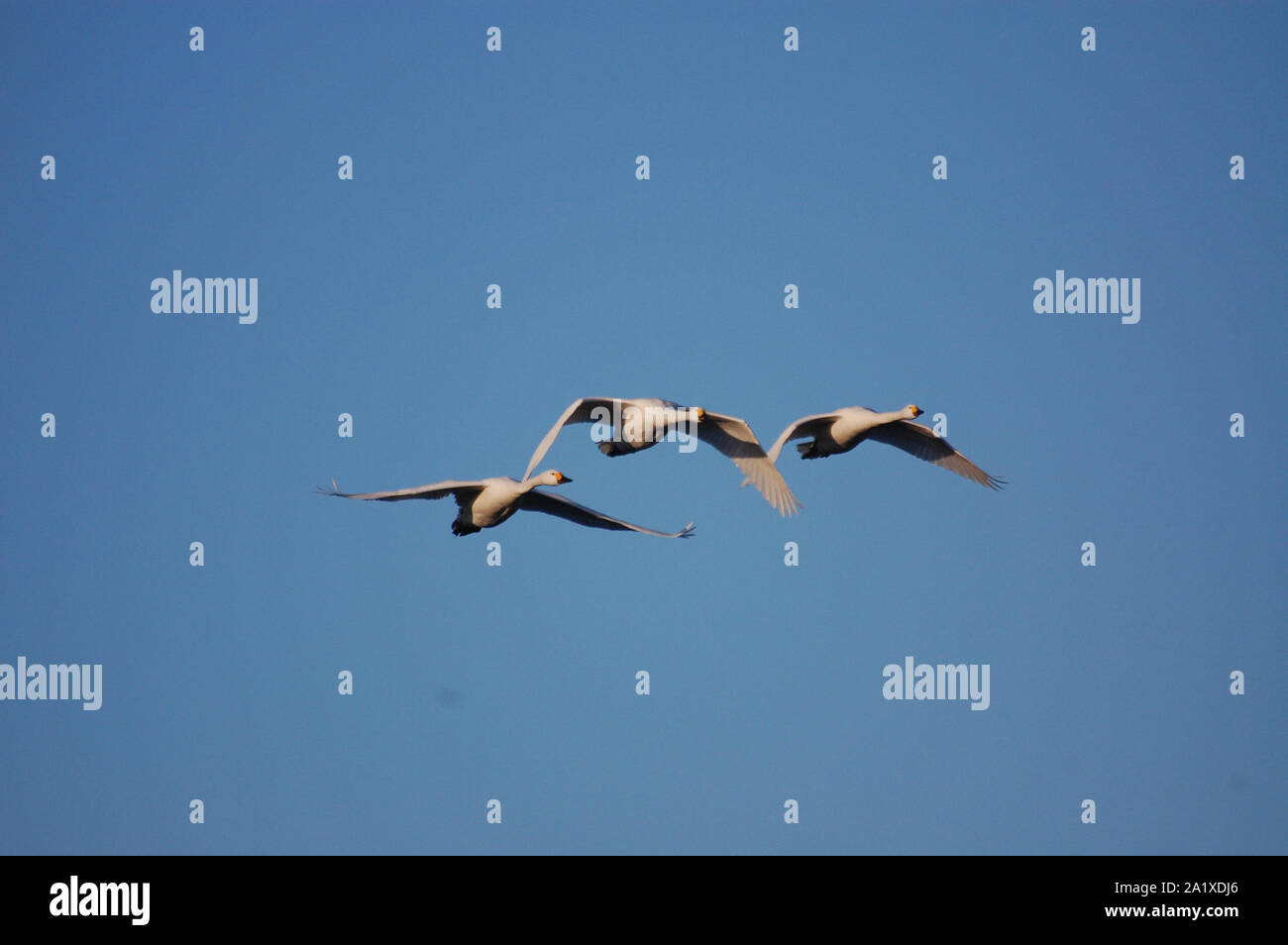 Image of three flying Bewick Swans against lovely blue sky Stock Photo ...