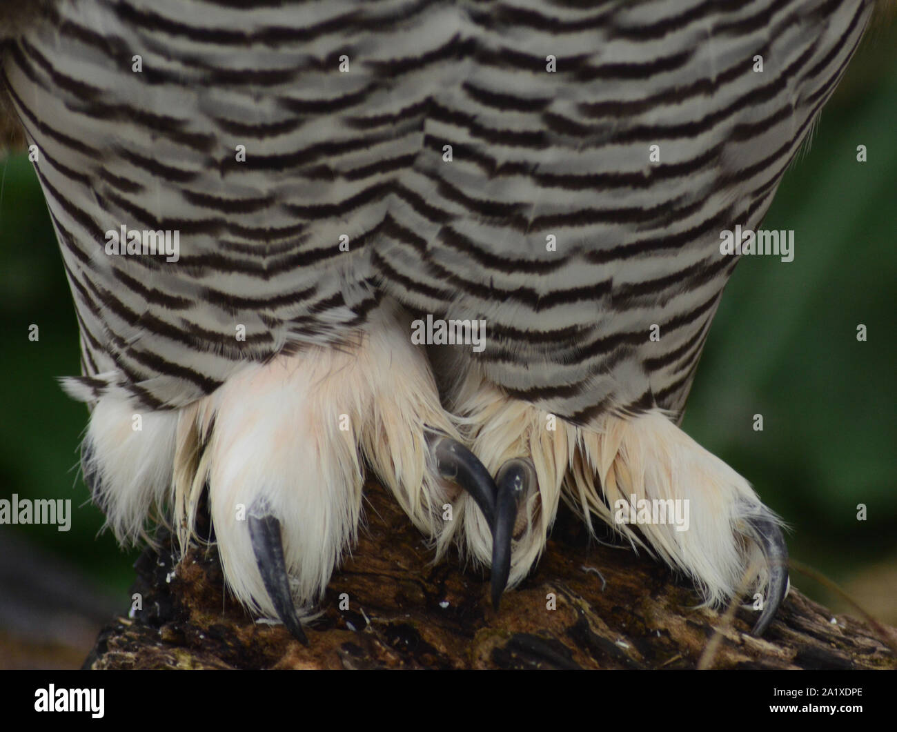 Female Snowy Owl resting showing large feathered talons Stock Photo - Alamy