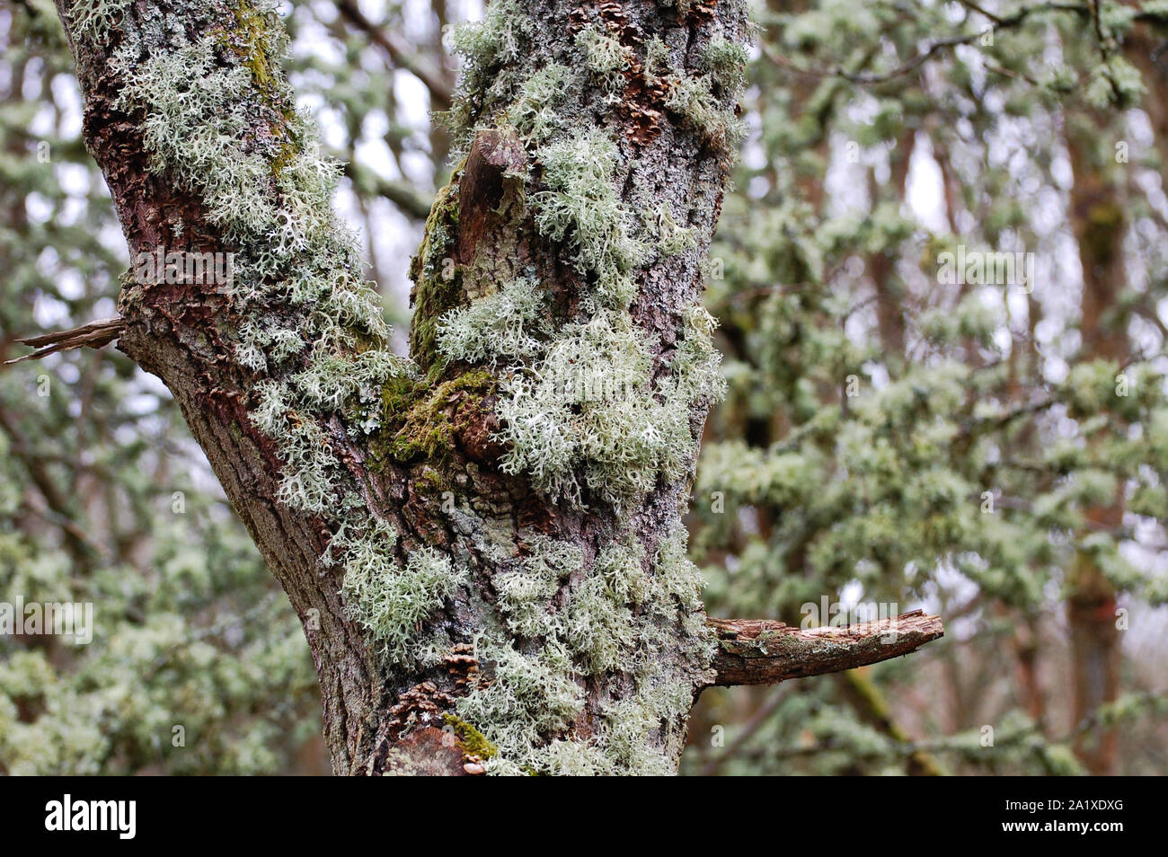 Lichen covering trees hi-res stock photography and images - Alamy