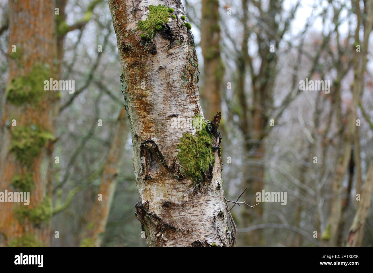 Moss on silver birch hi-res stock photography and images - Alamy