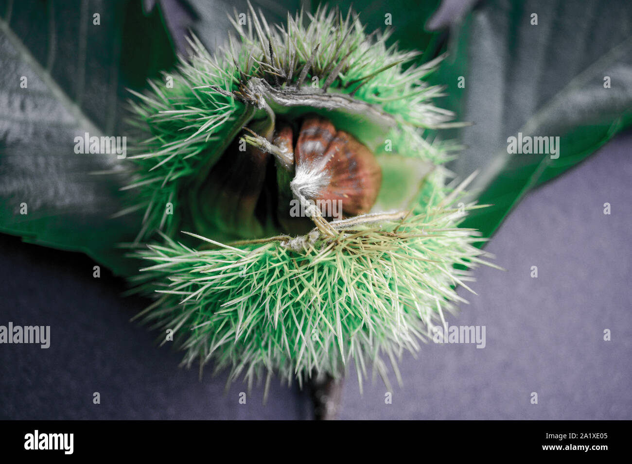 the fruits of the prickly chestnut are ripe in autumn Stock Photo - Alamy