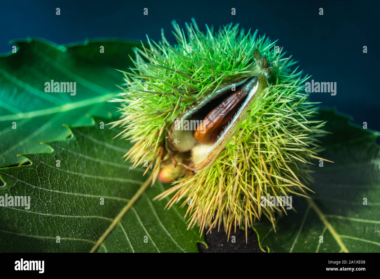 the fruits of the prickly chestnut are ripe in autumn Stock Photo - Alamy