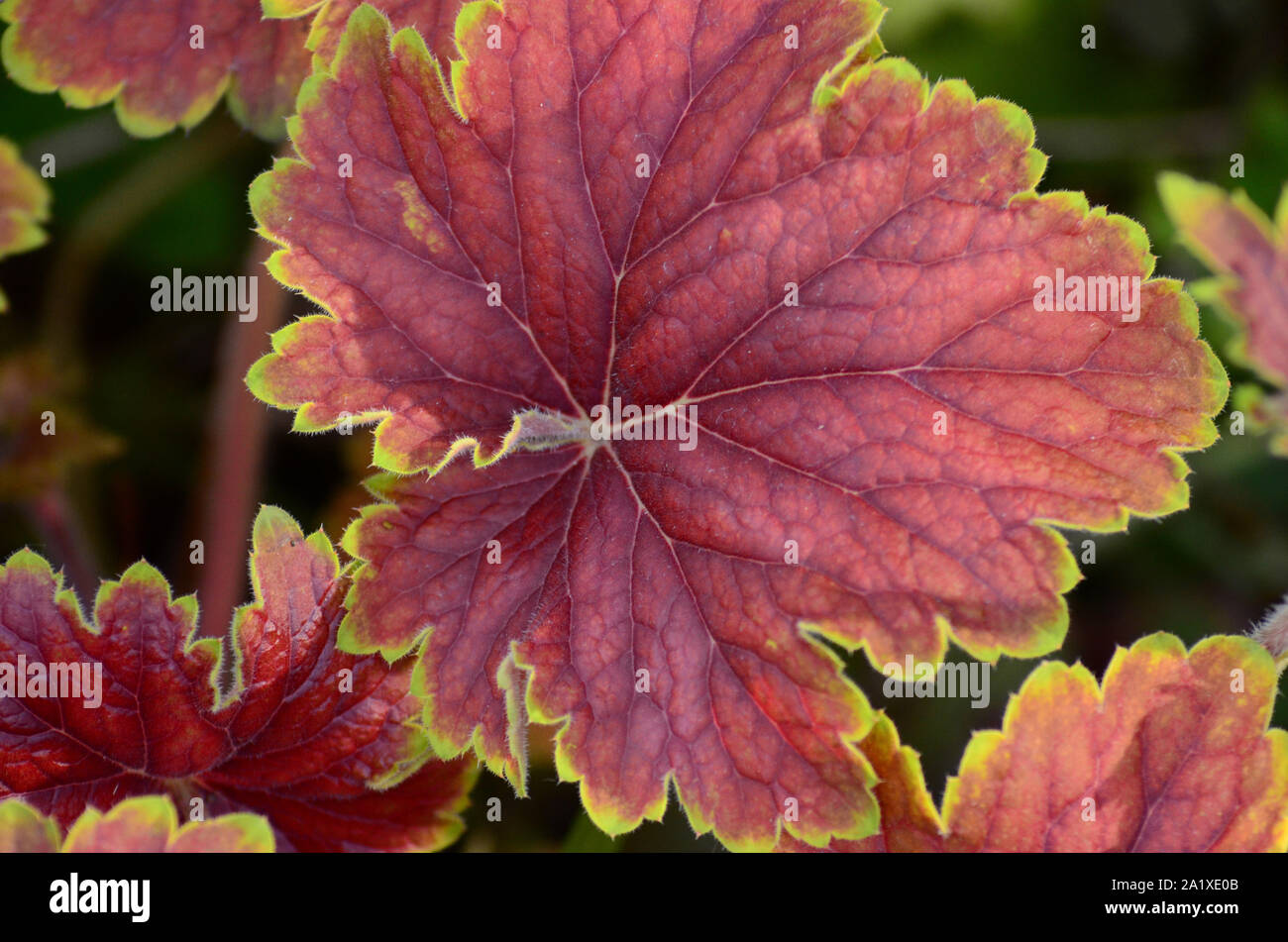 Red Purple Heuchera leaf with yellow tinged border, alumroot, Coral ...