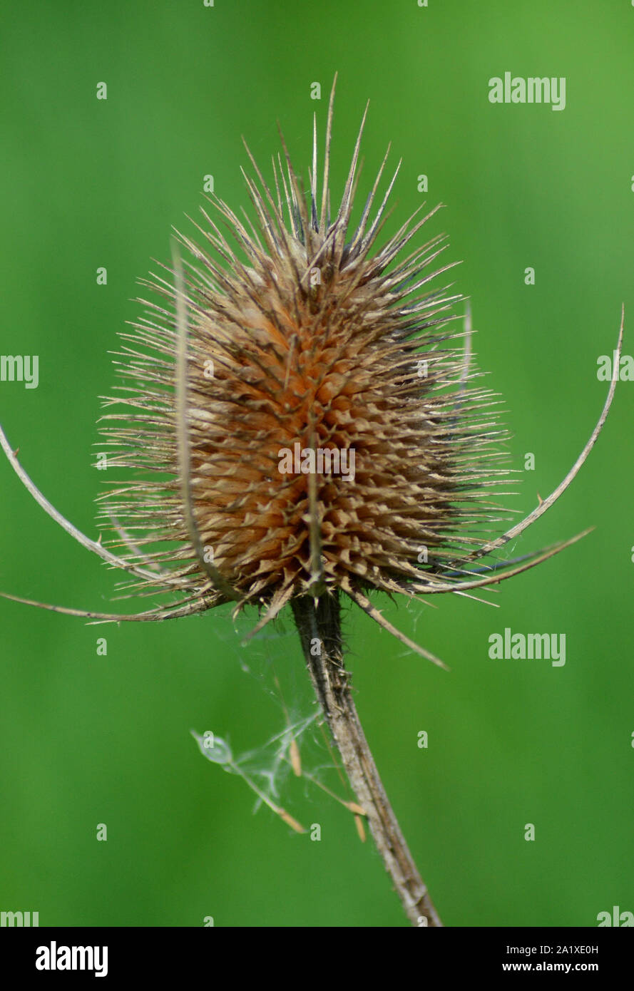 Brown dried spiky flower head of Teasel Dipsacus fullonum against green ...