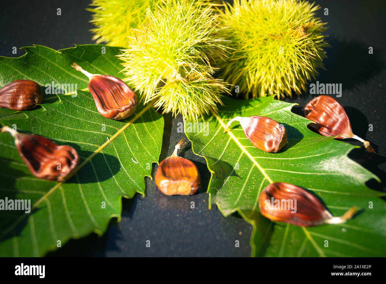 the fruits of the prickly chestnut are ripe in autumn Stock Photo - Alamy