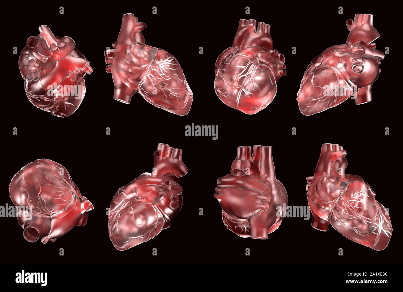 Human heart anatomy healthy hi-res stock photography and images - Alamy