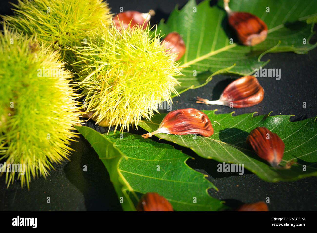 the fruits of the prickly chestnut are ripe in autumn Stock Photo - Alamy