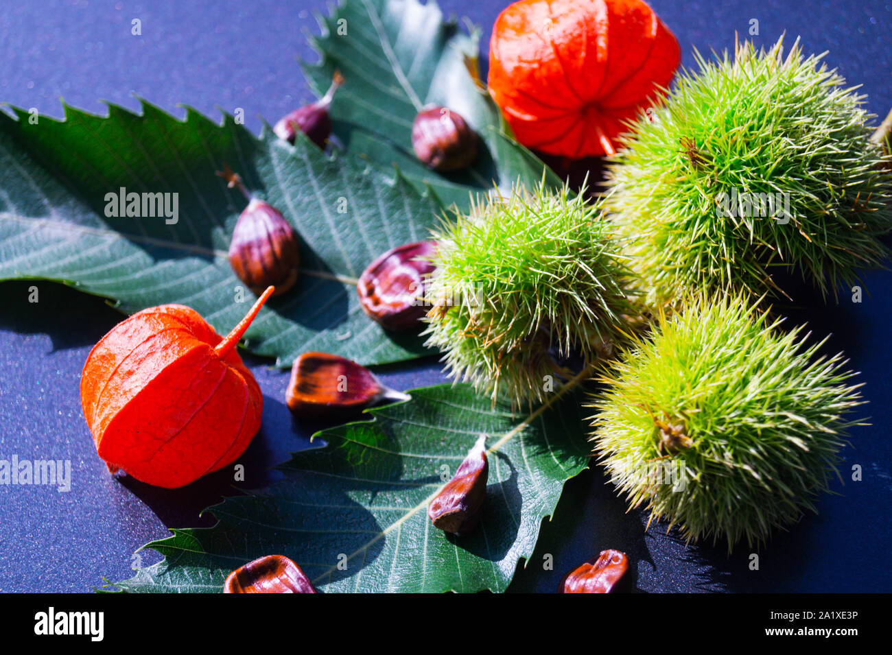 the fruits of the prickly chestnut are ripe in autumn Stock Photo - Alamy