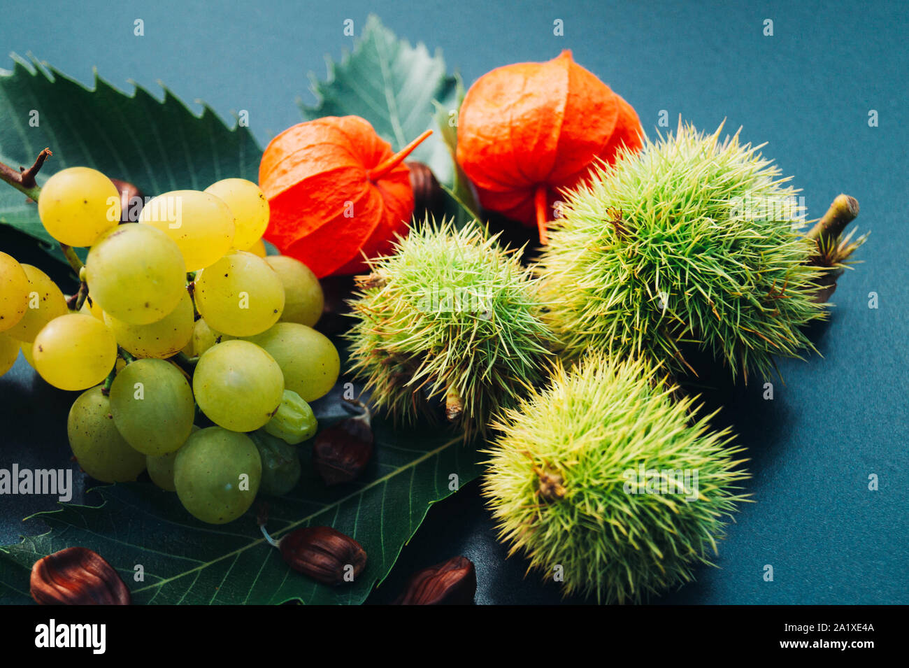the fruits of the prickly chestnut are ripe in autumn Stock Photo - Alamy