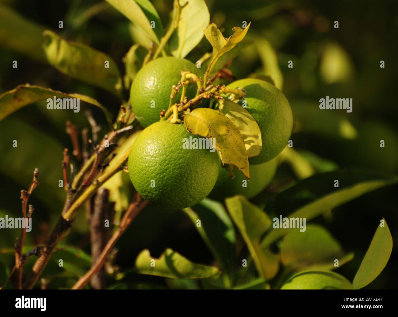 Lime hanging on a tree hi-res stock photography and images - Alamy