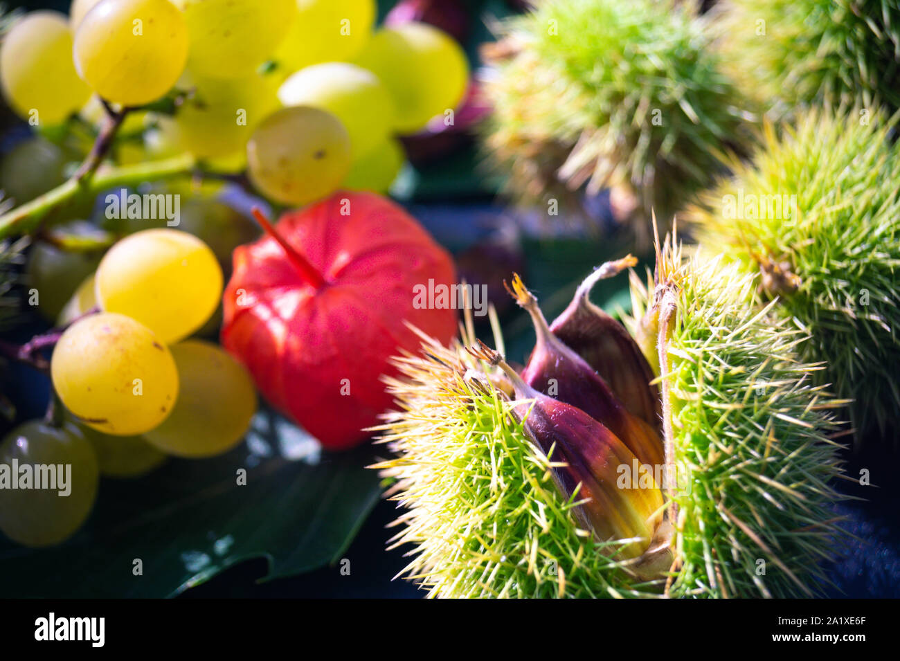 the fruits of the prickly chestnut are ripe in autumn Stock Photo - Alamy