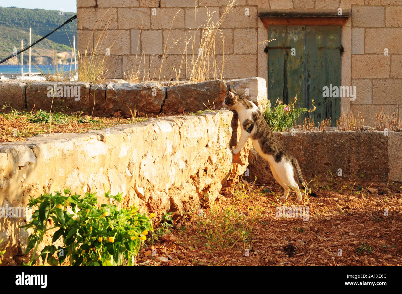 Feral cat hunting hi-res stock photography and images - Alamy