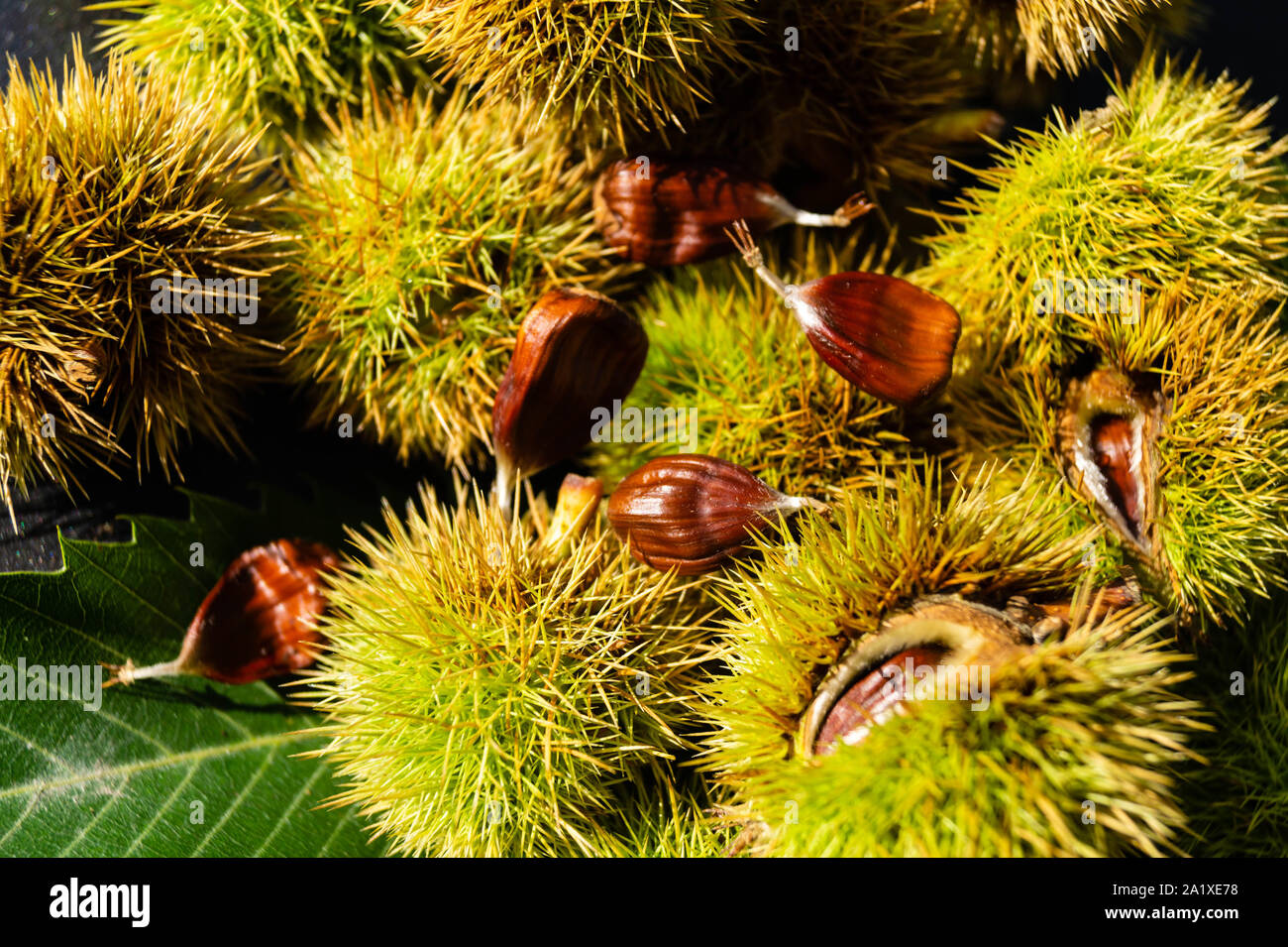 the fruits of the prickly chestnut are ripe in autumn Stock Photo - Alamy