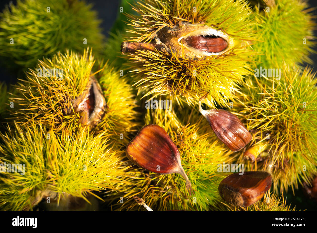 the fruits of the prickly chestnut are ripe in autumn Stock Photo - Alamy