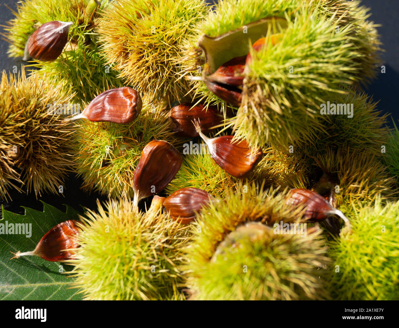 the fruits of the prickly chestnut are ripe in autumn Stock Photo - Alamy