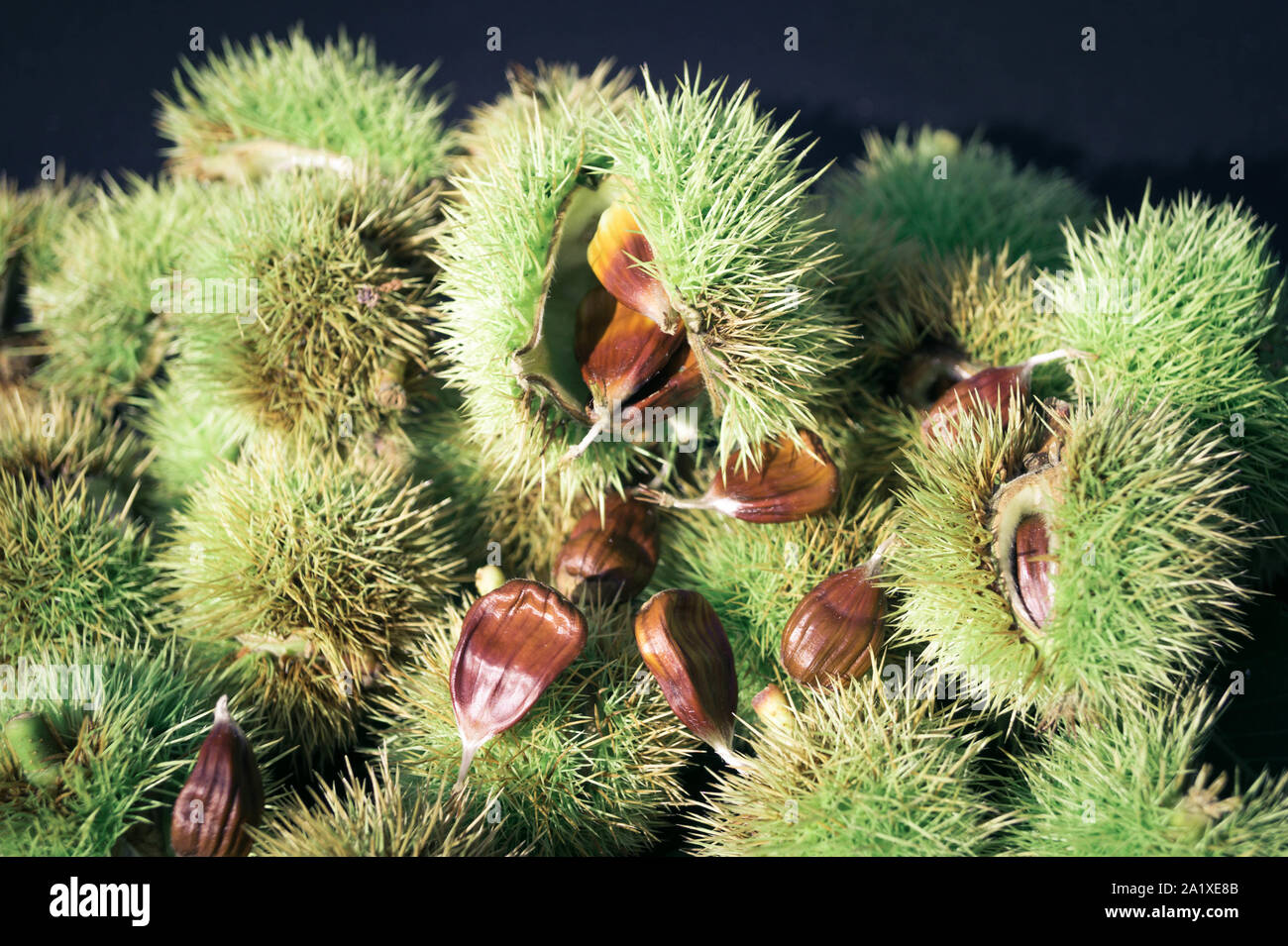 the fruits of the prickly chestnut are ripe in autumn Stock Photo - Alamy