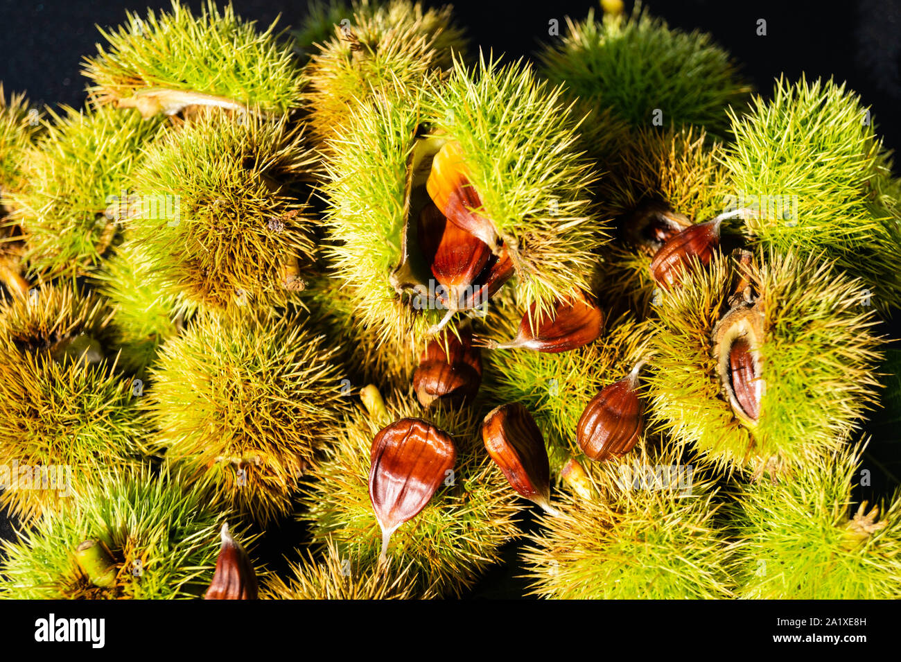 the fruits of the prickly chestnut are ripe in autumn Stock Photo - Alamy