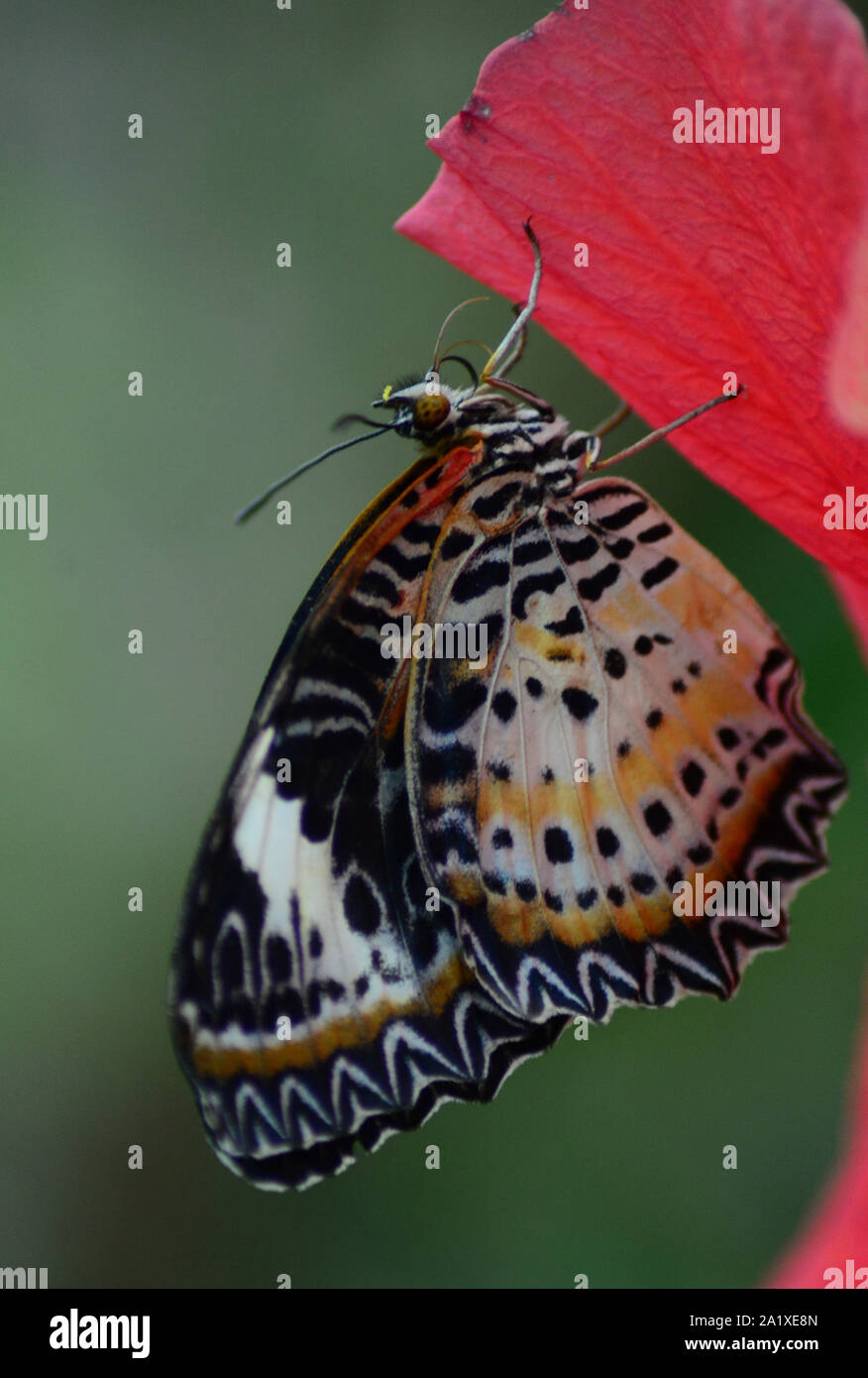 Leopard lacewing butterfly hi-res stock photography and images - Alamy