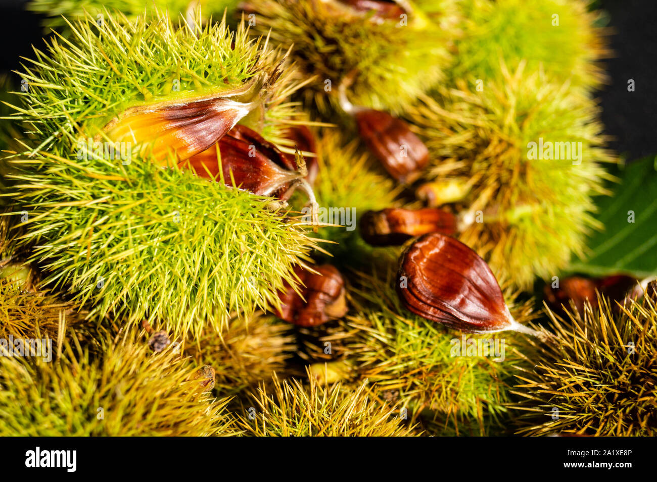 the fruits of the prickly chestnut are ripe in autumn Stock Photo - Alamy