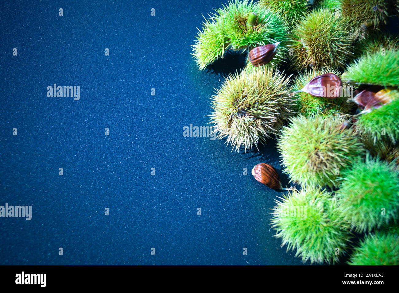 the fruits of the prickly chestnut are ripe in autumn Stock Photo - Alamy