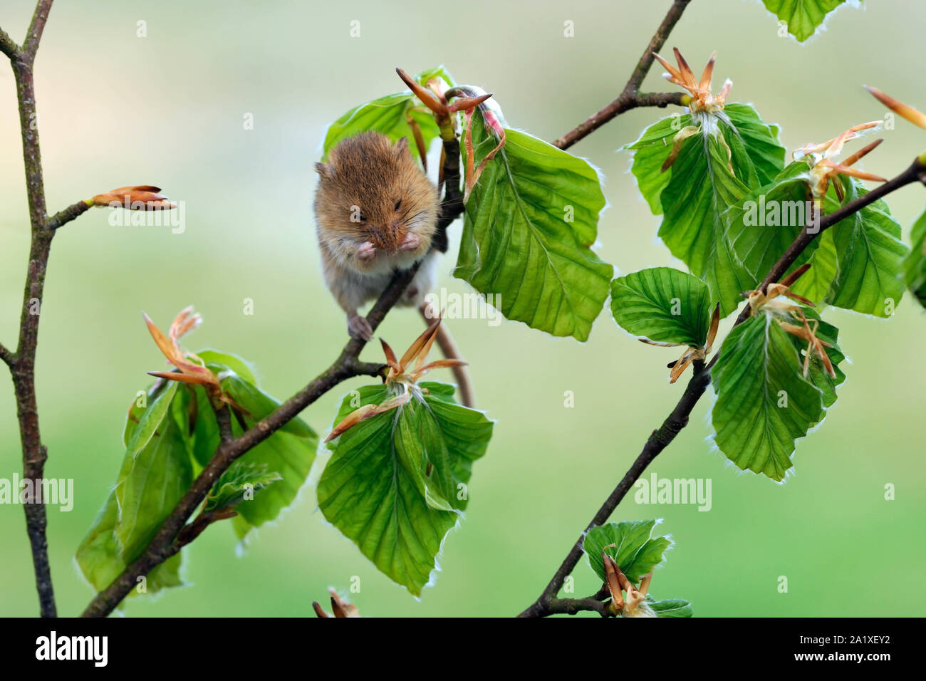 Mouse cleaning hi-res stock photography and images - Alamy