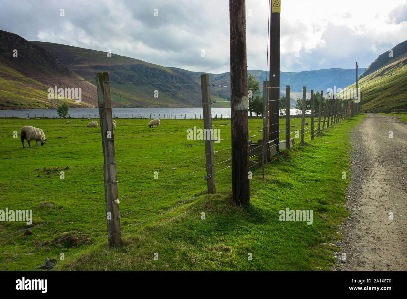 Rural countryside scotland sheep hi-res stock photography and images ...