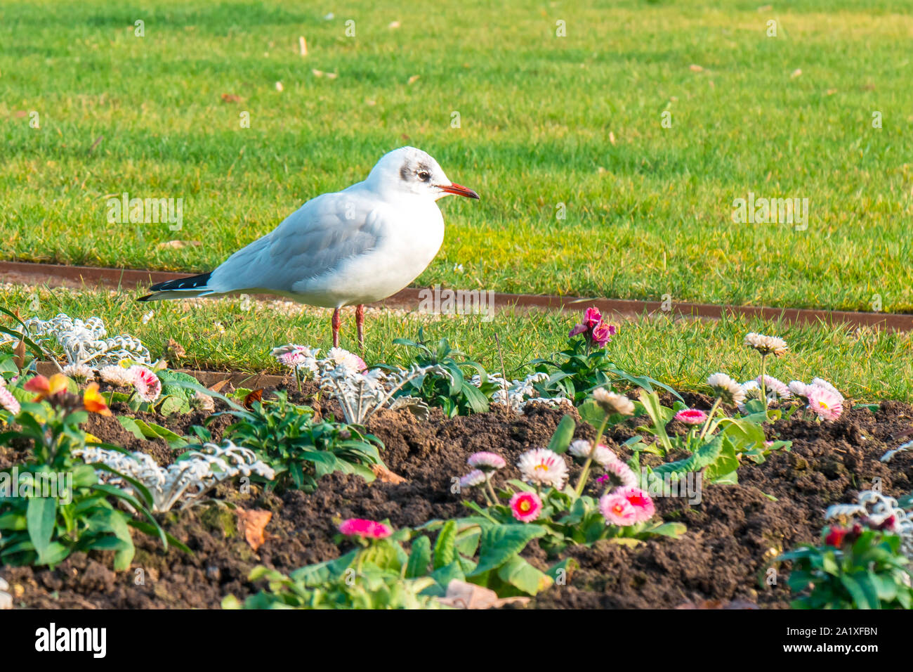 seagull is standing the different flower and green grass. Bird Stock ...