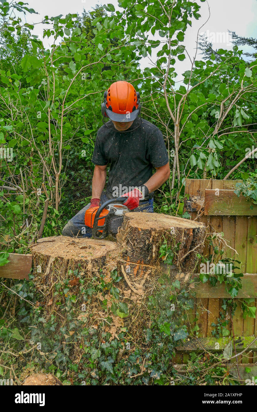 Arborist or Tree Surgeon wearing safety equipment using a chainsaw to ...
