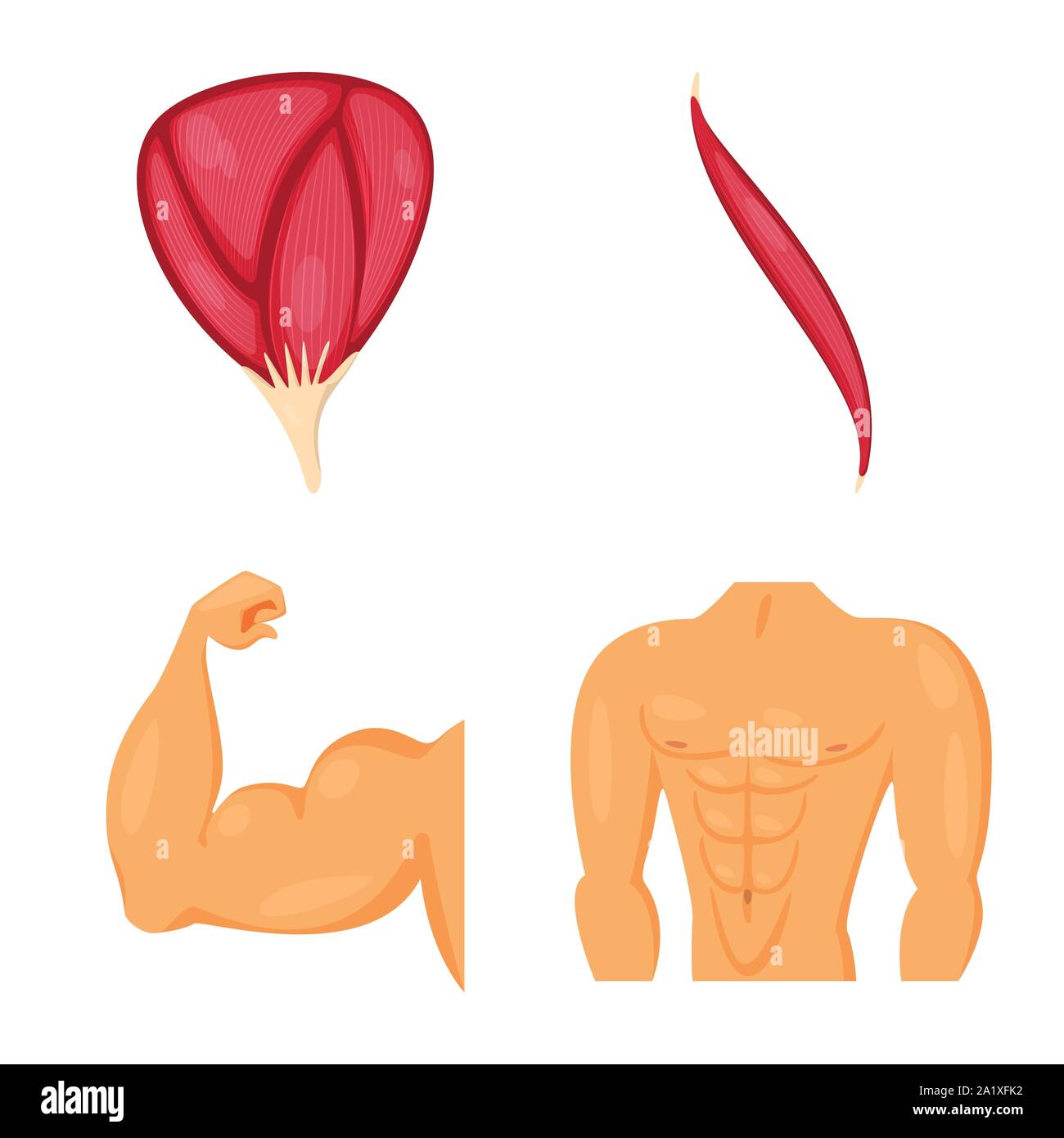 Vector design of muscle and cells icon. Set of muscle and anatomy stock ...