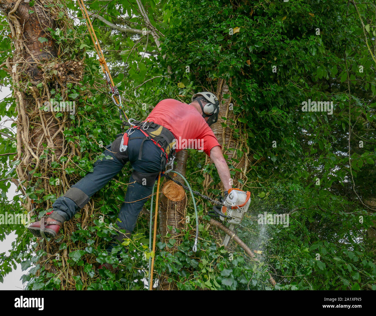 Tree Surgeon or Arborist using safety ropes to lean over to cut a ...