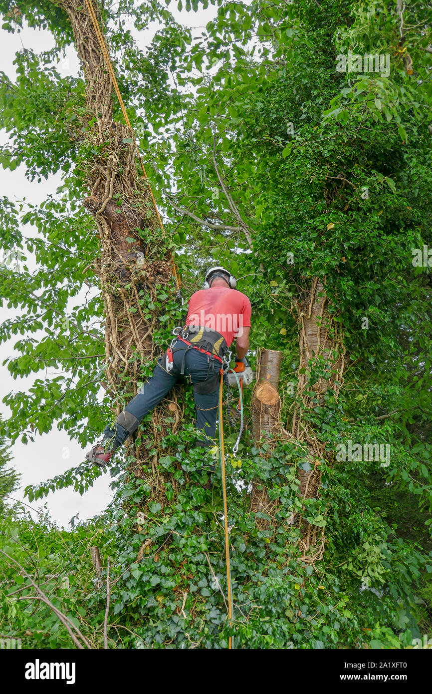 Tree Surgeon or Arborist using a chainsaw and safety ropes while ...