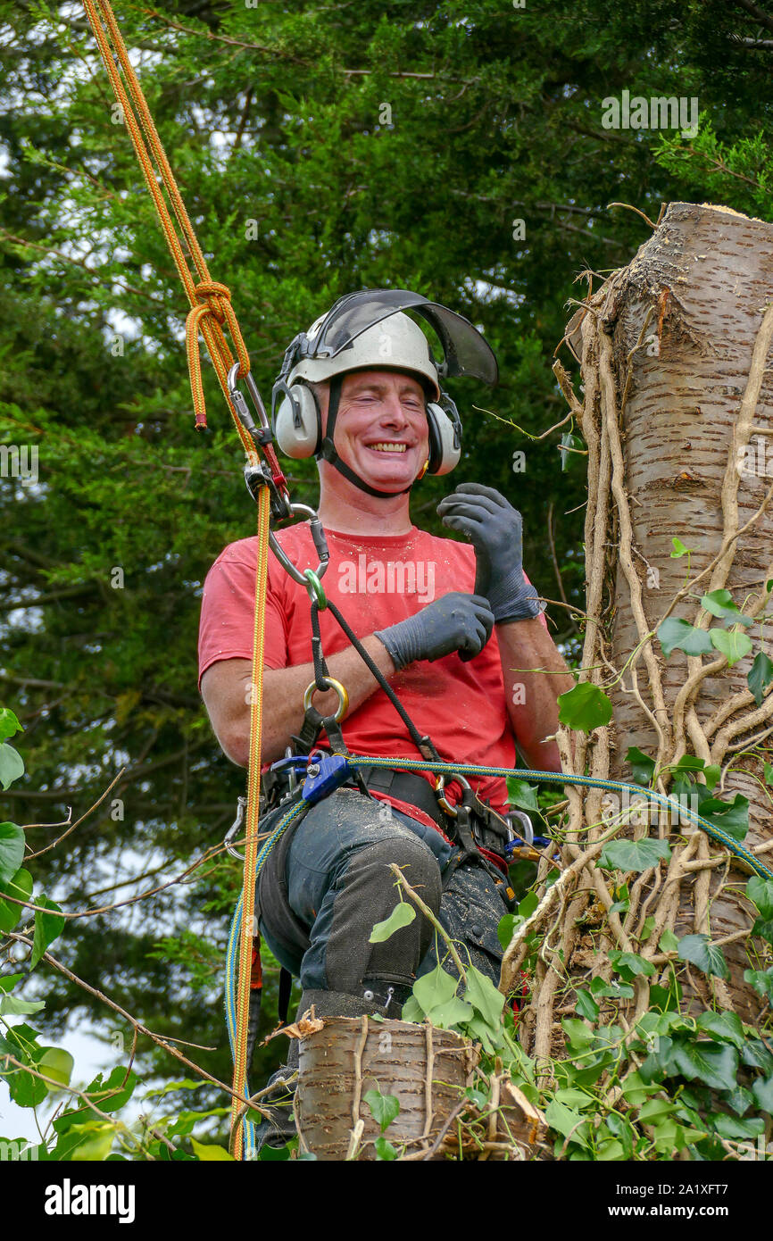 Tree Surgeon or Arborist using safety ropes while working up a tall ...