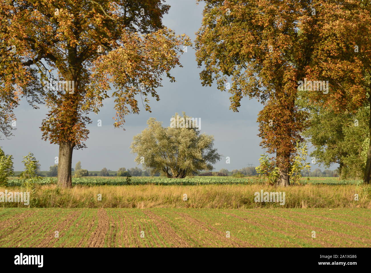 autuumn landscape trees Stock Photo - Alamy
