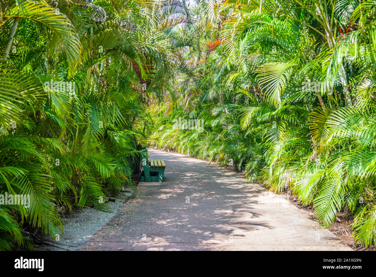 Walking path in tropical jungle style park Stock Photo - Alamy